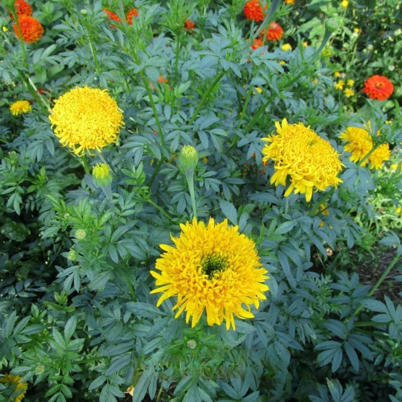 Mission Giant Yellow Marigold Seeds - Edible -open-pollinating -draft ...