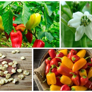 30s| Lunchbox Sweet Pepper Seeds – Heirloom Organic Non-gmo Mini Bell ...