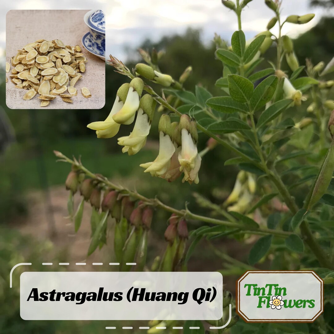 Astragalus (huang Qi) Seeds- Authentic Seeds ~ GMO Free ~ Seeds~flowers ...