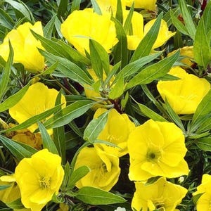 Missouri Primrose (dwarf) - Oenothera Macrocarpa - Evening Primrose ...