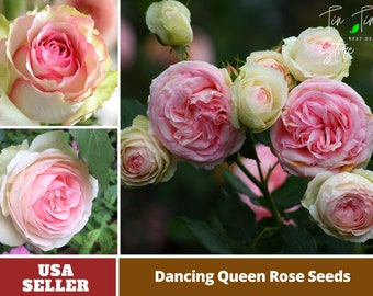 RARE Purple Queen ROSE Tree Flower Plant 5 10 20 or 30 - Etsy