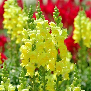 Yellow Rocket Snapdragons Seeds - Cold Resistant - Potted - Attracts ...