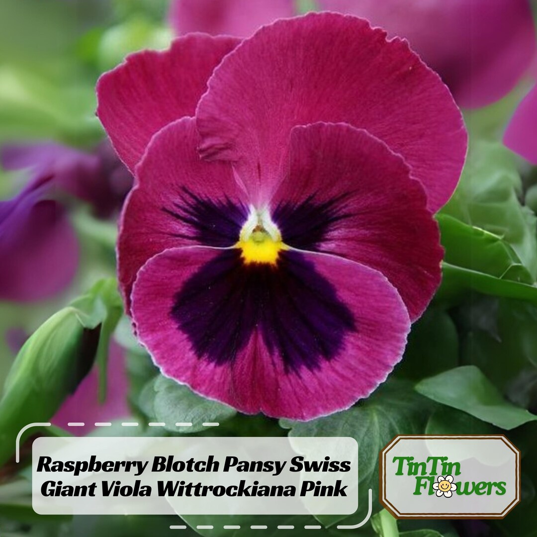 Raspberry Blotch Pansy Swiss Giant Viola Wittrockiana Pink Seeds - Cold ...