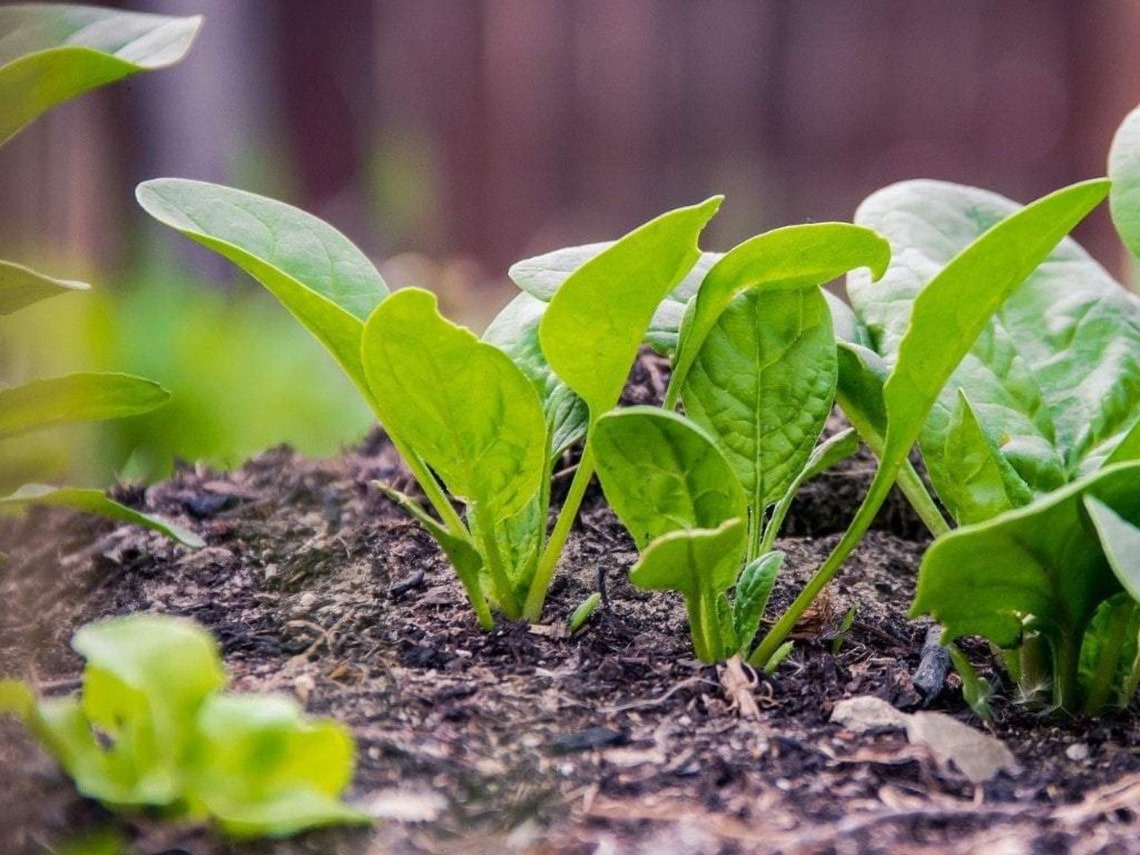 50 Seeds| Bloomsdale Long Spinach Seeds - Authentic -vegetables - Non ...