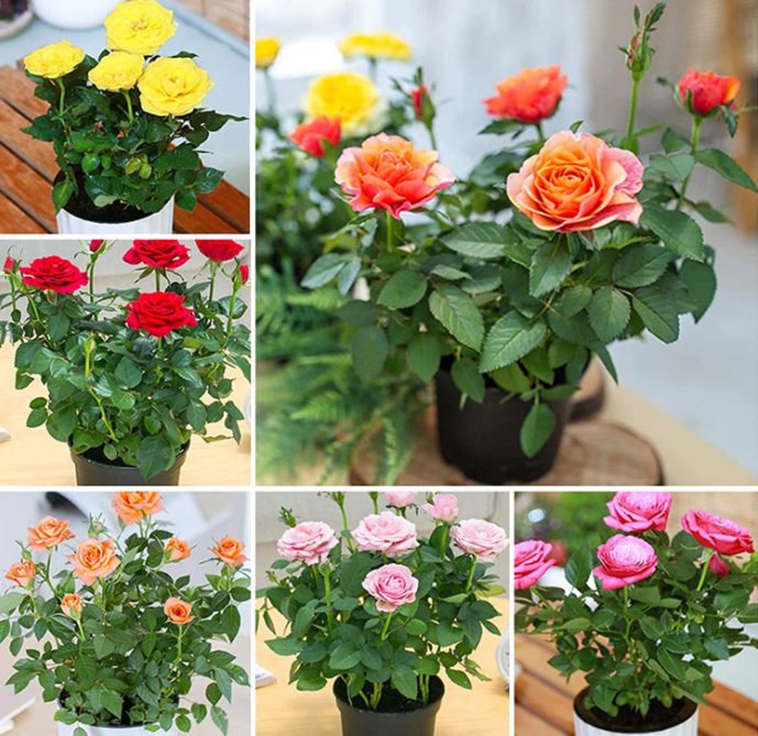 Mix Rose Seeds Perennial authentic Seeds-flowers organic. Non GMO mix ...