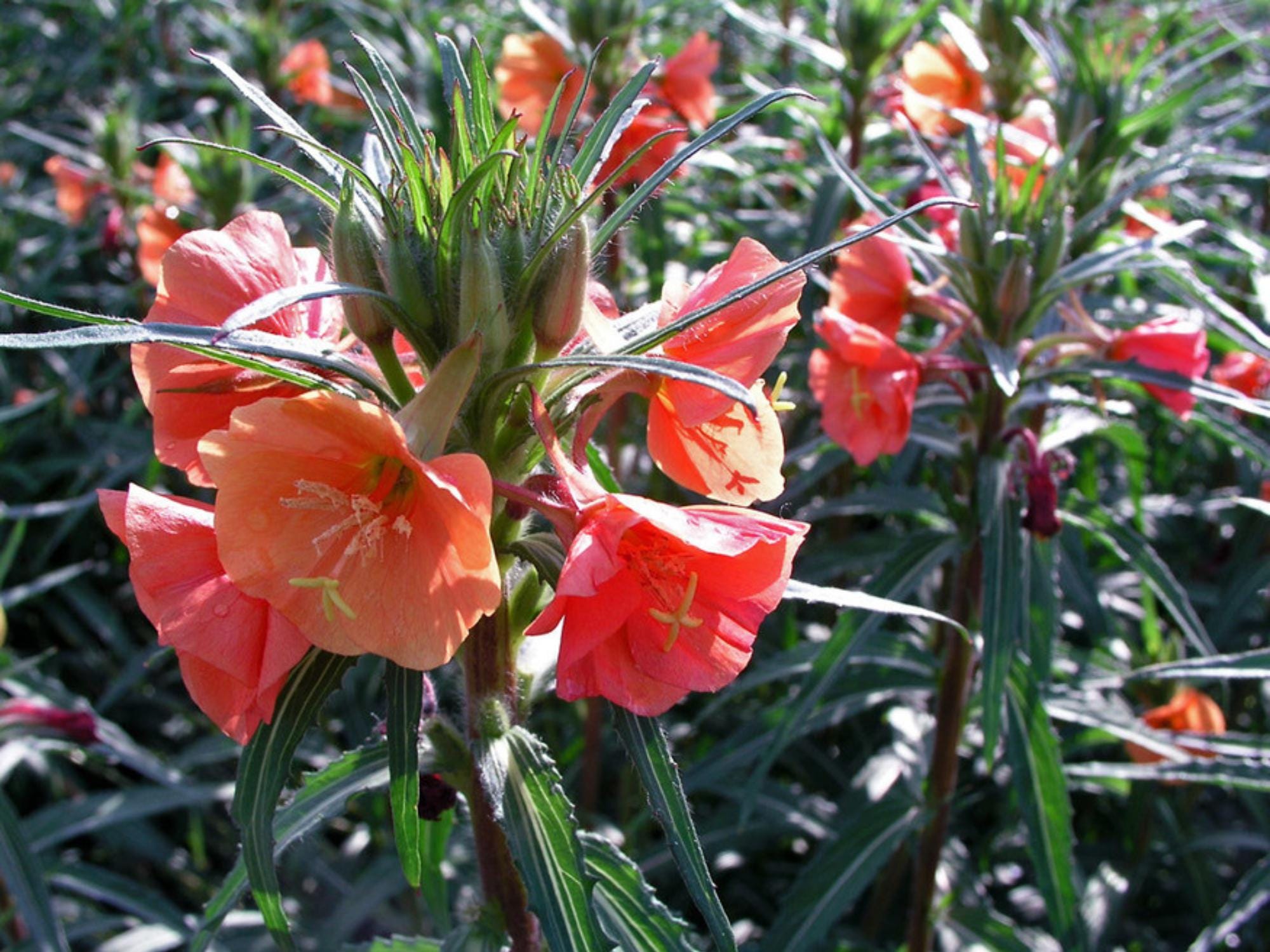 30s|oenothera Sunset Boulevard - Evening Primrose Seeds - Orange ...