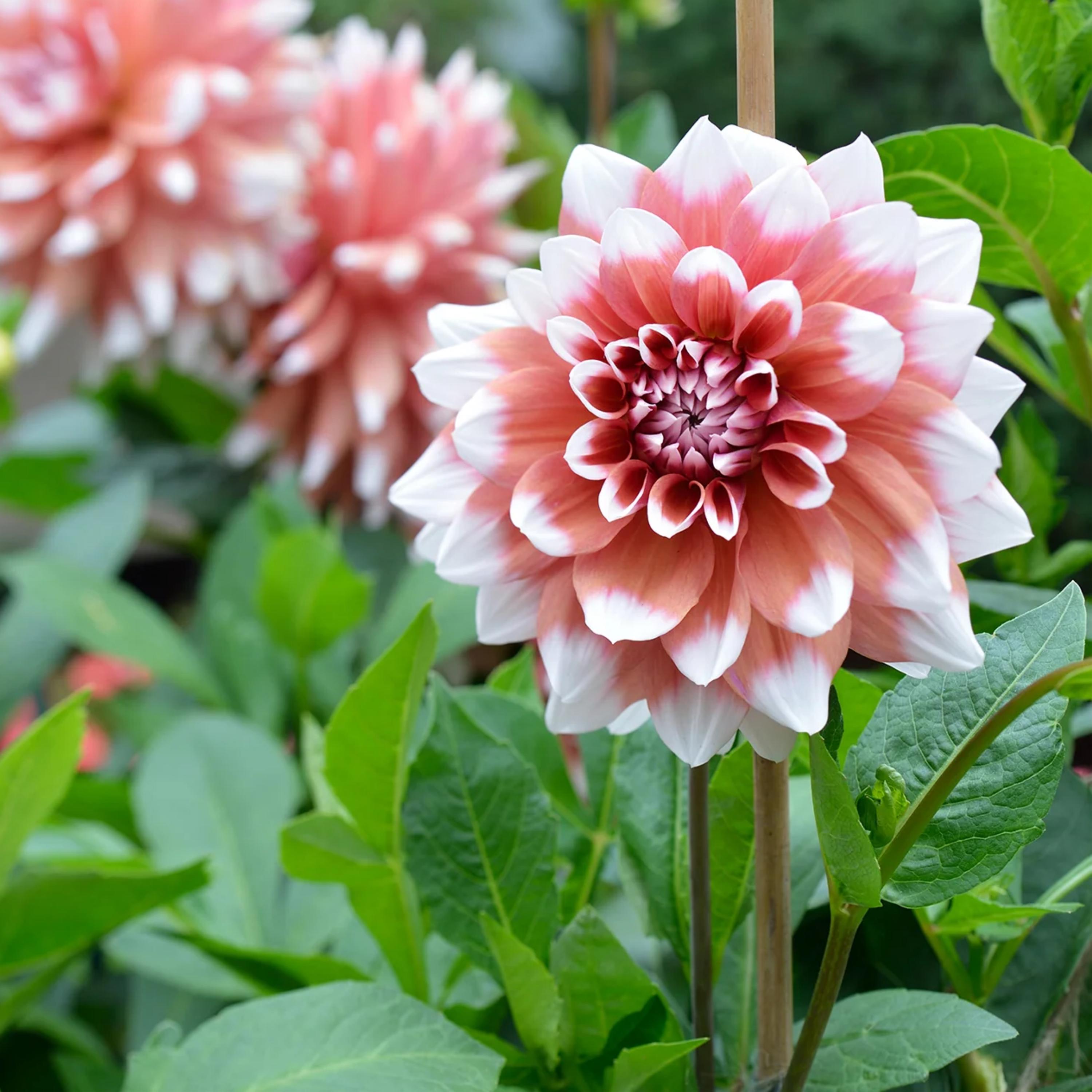 40 Seeds | A La Mode Dahlia Seeds -pollinator Friendly- Open Pollinated ...