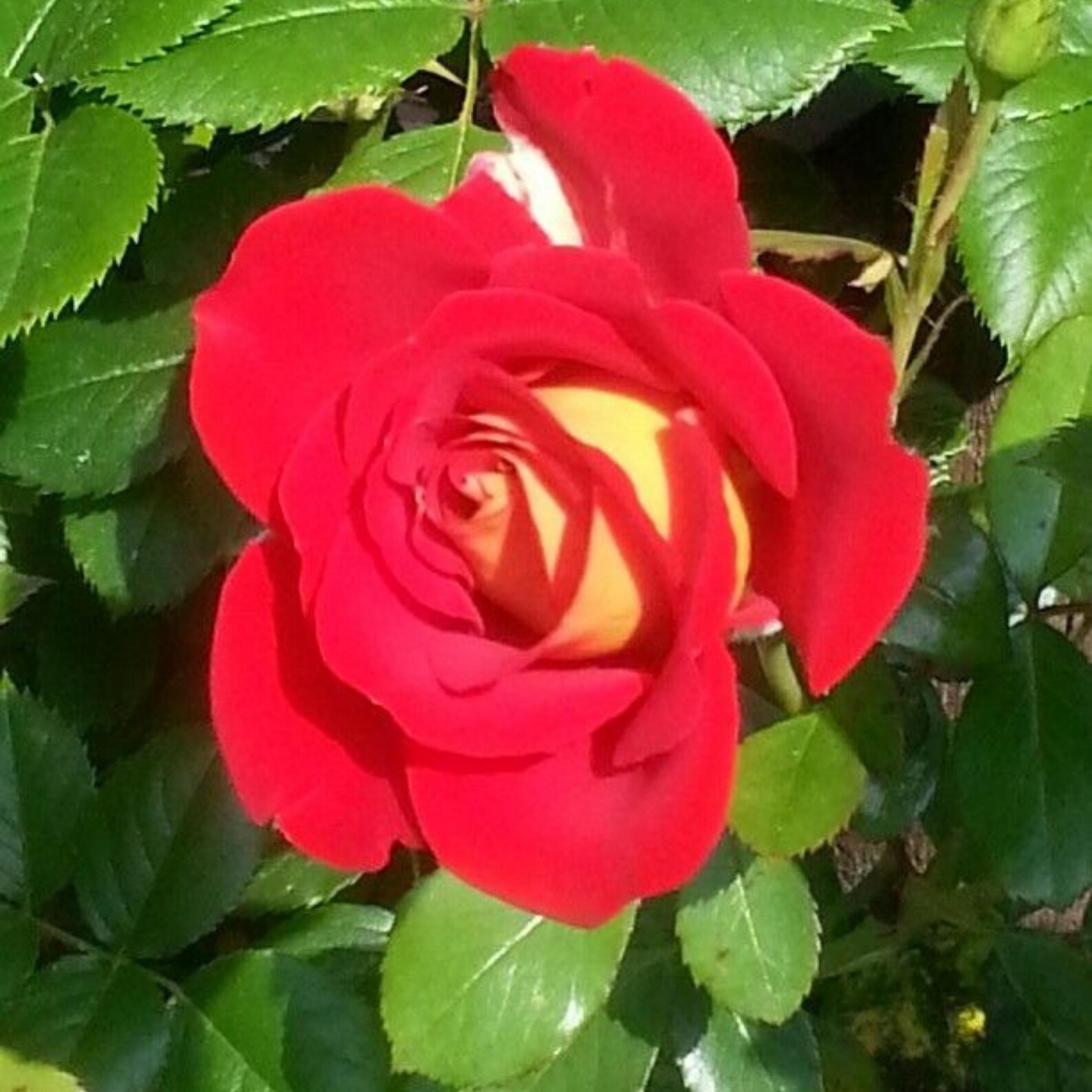 30 Seeds | Ketchup & Mustard Rose Seeds - Perennial - Authentic Seeds ...