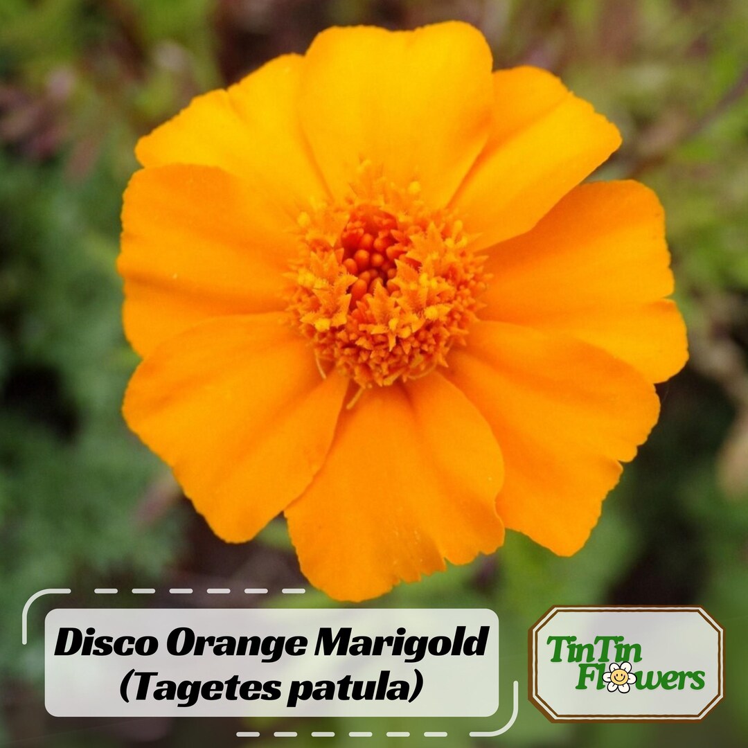 Disco Orange Marigold (tagetes Patula) Seeds - Open-pollinating -draft ...