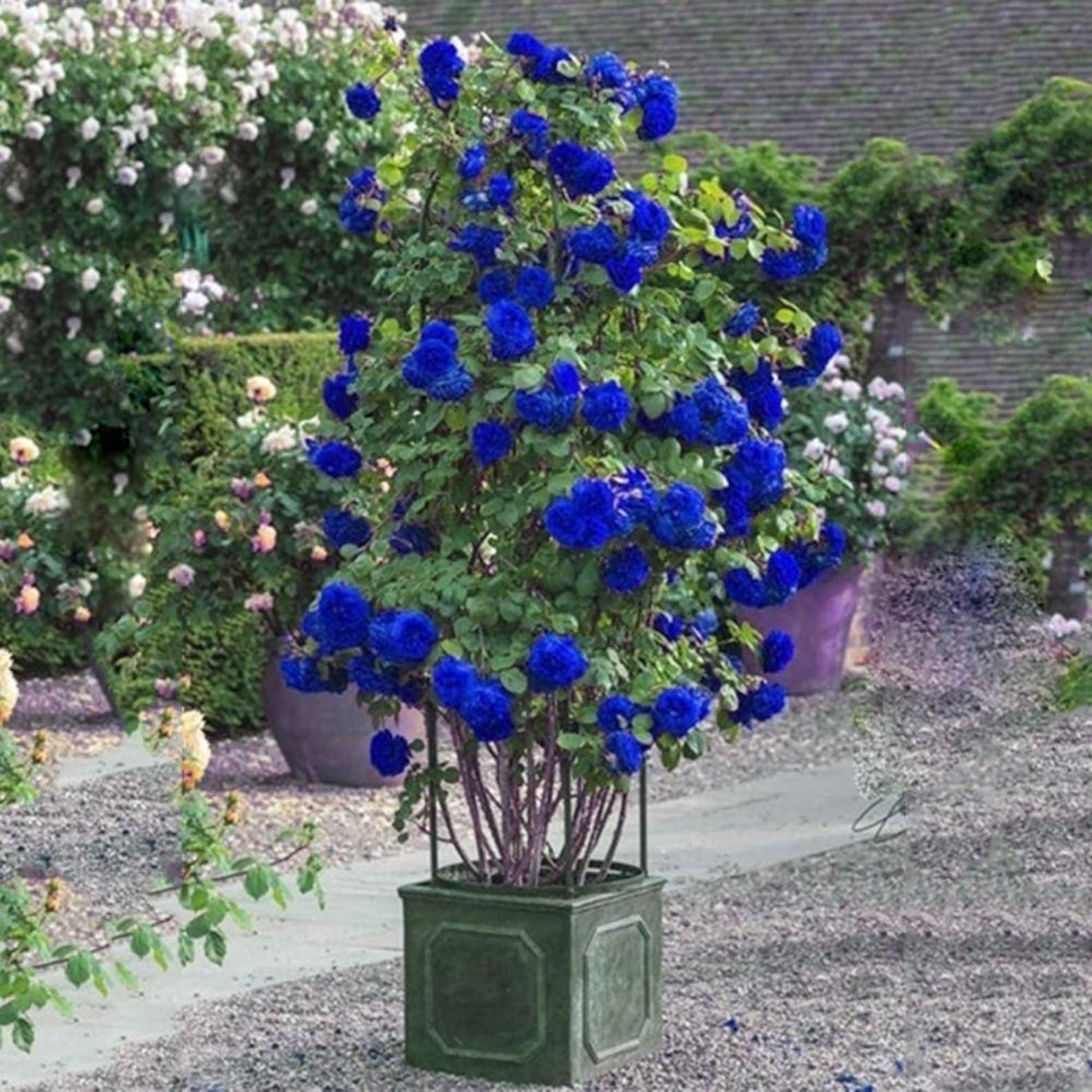 30 Rare Seeds-blue Climbing Rose Seeds perennial authentic - Etsy