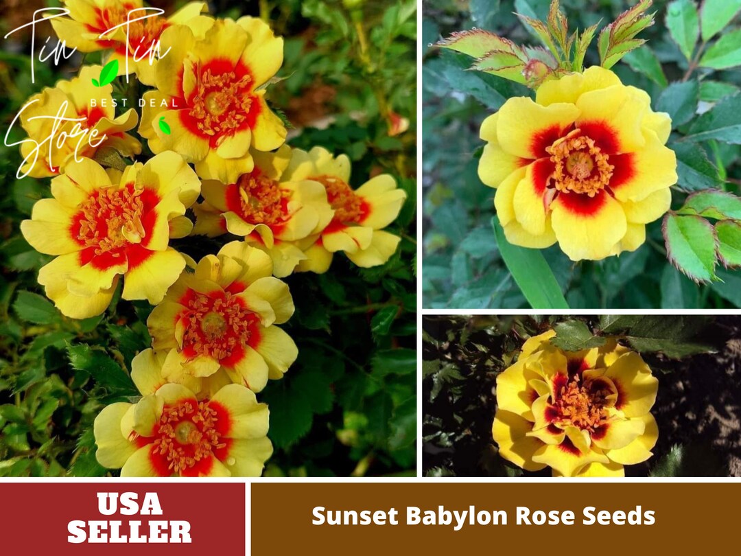 Sunset Babylon Rose Seeds perennial authentic Seeds-flowers organic ...