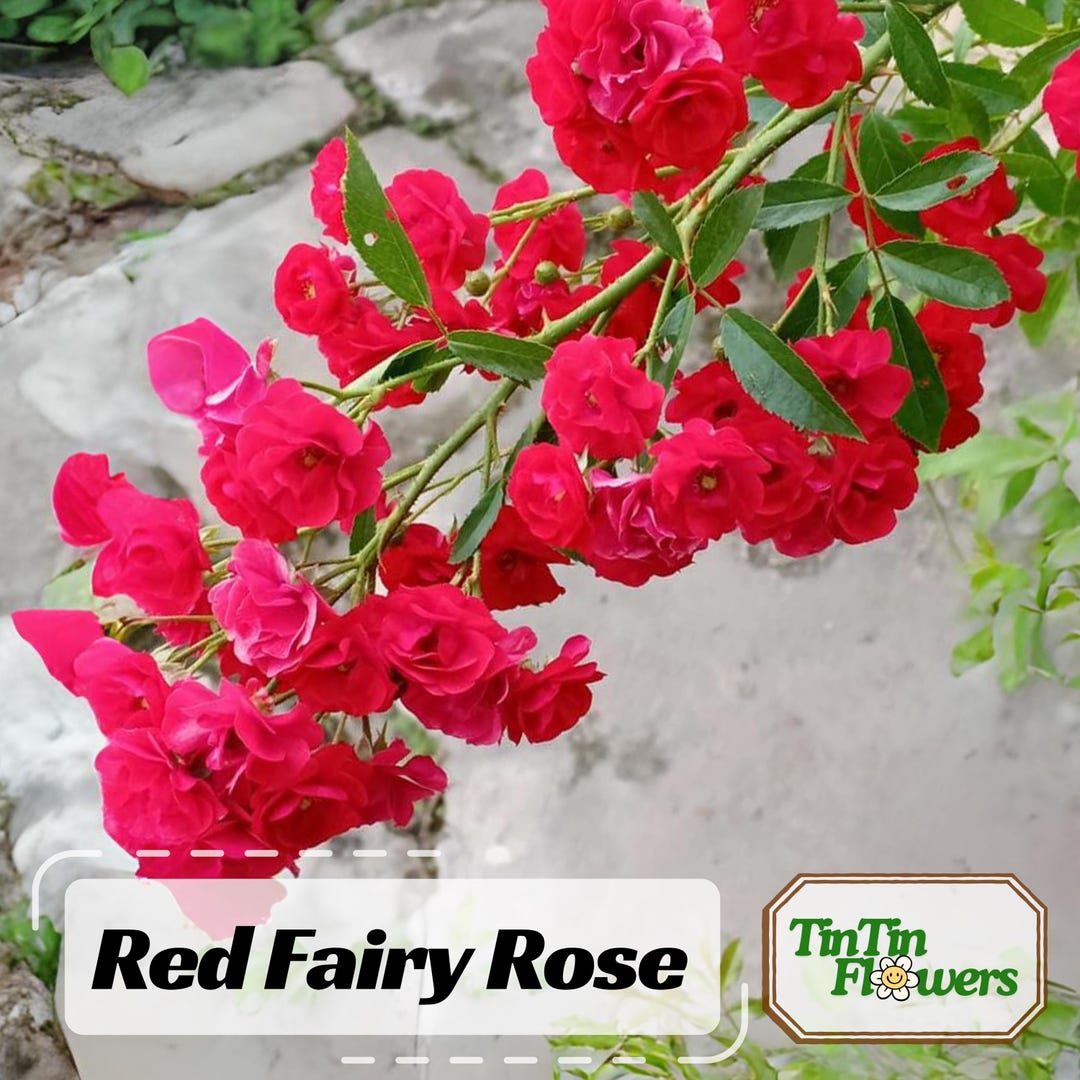 30 Seeds | Red Fairy Rose Seeds - Beautiful Red Blooms - Cold Resistant ...