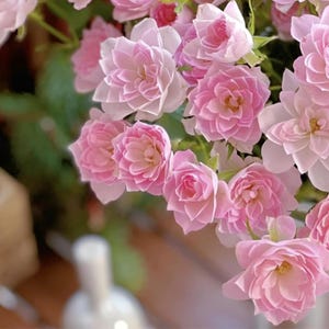 Lotus Star Rose Seeds -perennial - Authentic Seeds - Mix Seeds - Late ...