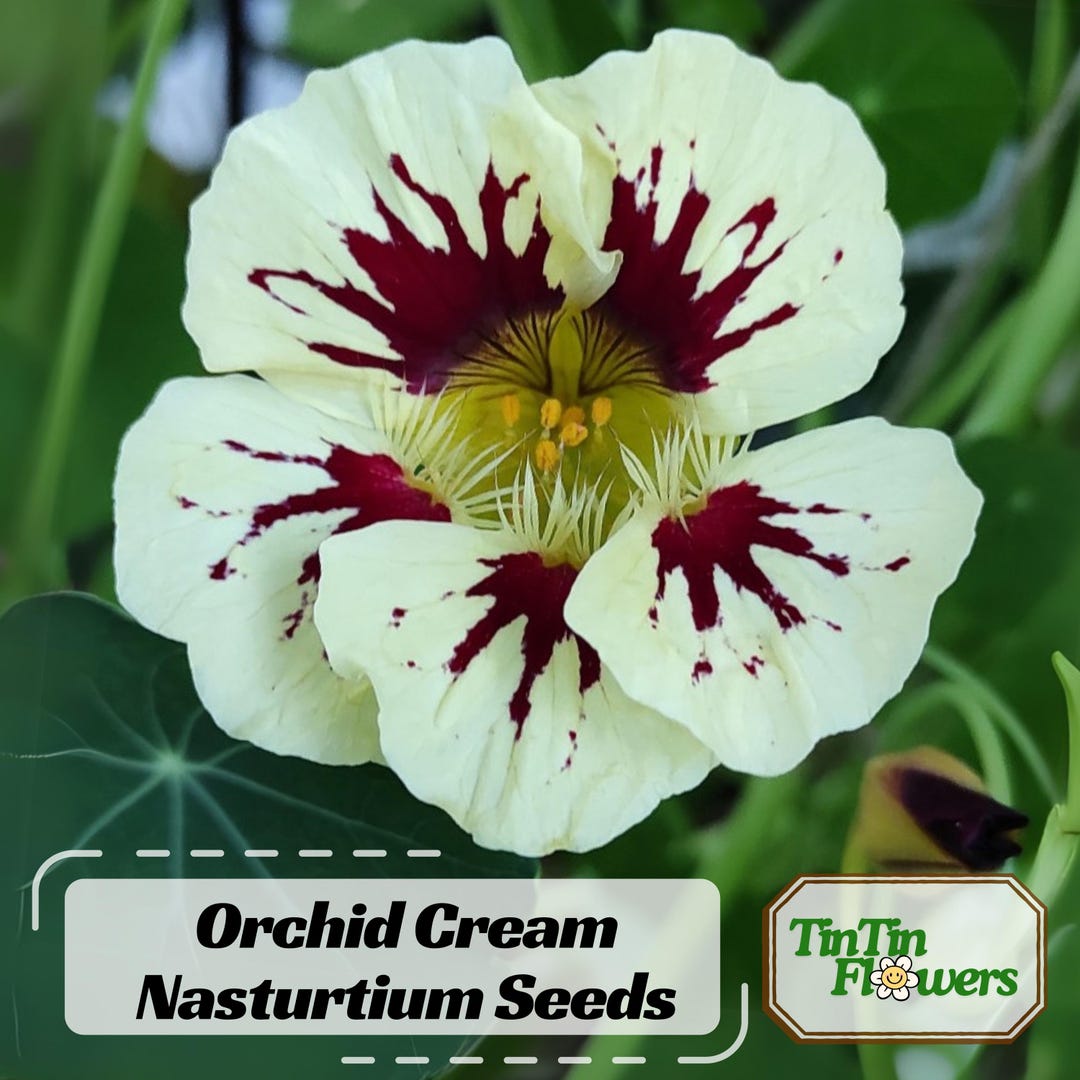 Orchid Cream Nasturtium Seeds - Fast Growing - Flowering -open ...
