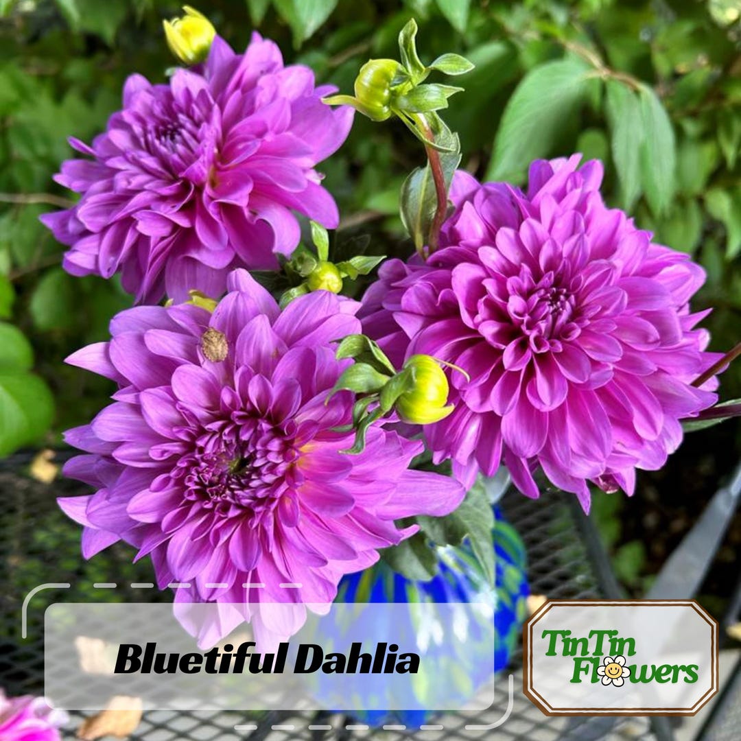 40 Seeds | Bluetiful Dahlia Seeds - Pollinator Friendly- Open ...