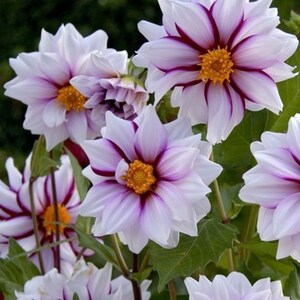 Giggles Dahlia Perennial Seeds - Pollinator Friendly- Open Pollinated ...