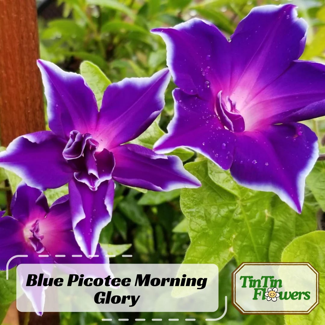 30s|blue Picotee Morning Glory Seeds-authentic Seeds-perennial-ipomoea ...