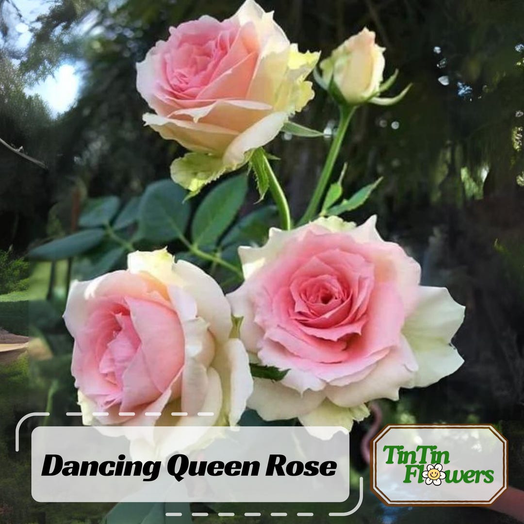 30 Seeds | Dancing Rose Seeds - Perennial - Authentic Seeds - Mix Seeds ...
