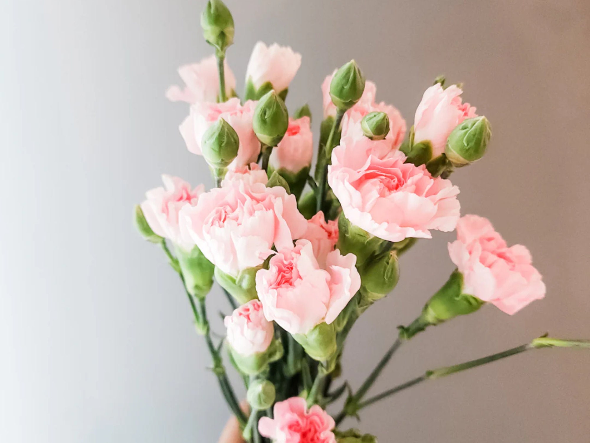 30 Seeds| Light Pink Mini Carnation- Dianthus Seeds - Container ...