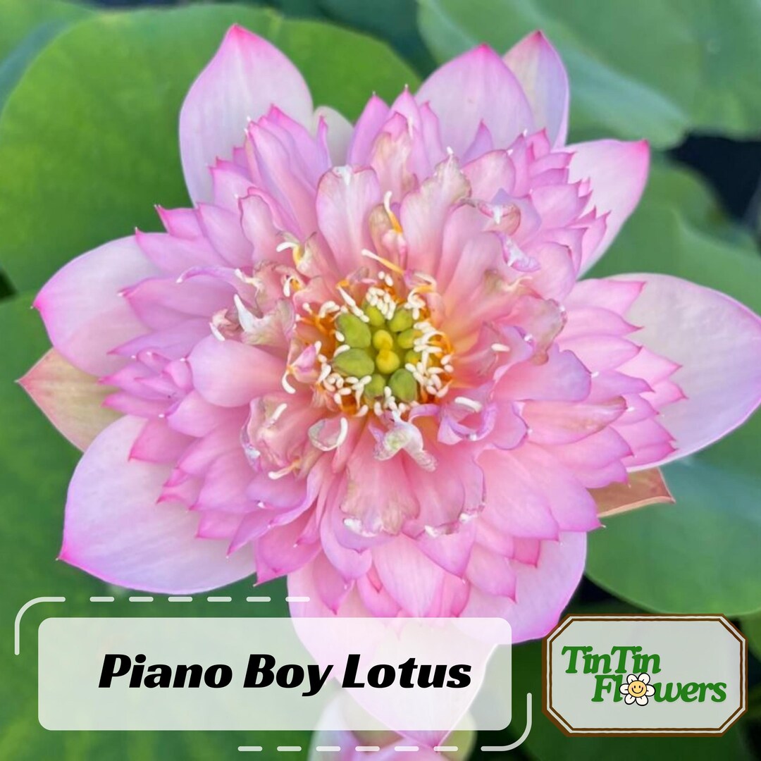 5+ Rare Seeds| Piano Boy Lotus Seeds - Indian Lotus (nelumbo Nucifera ...