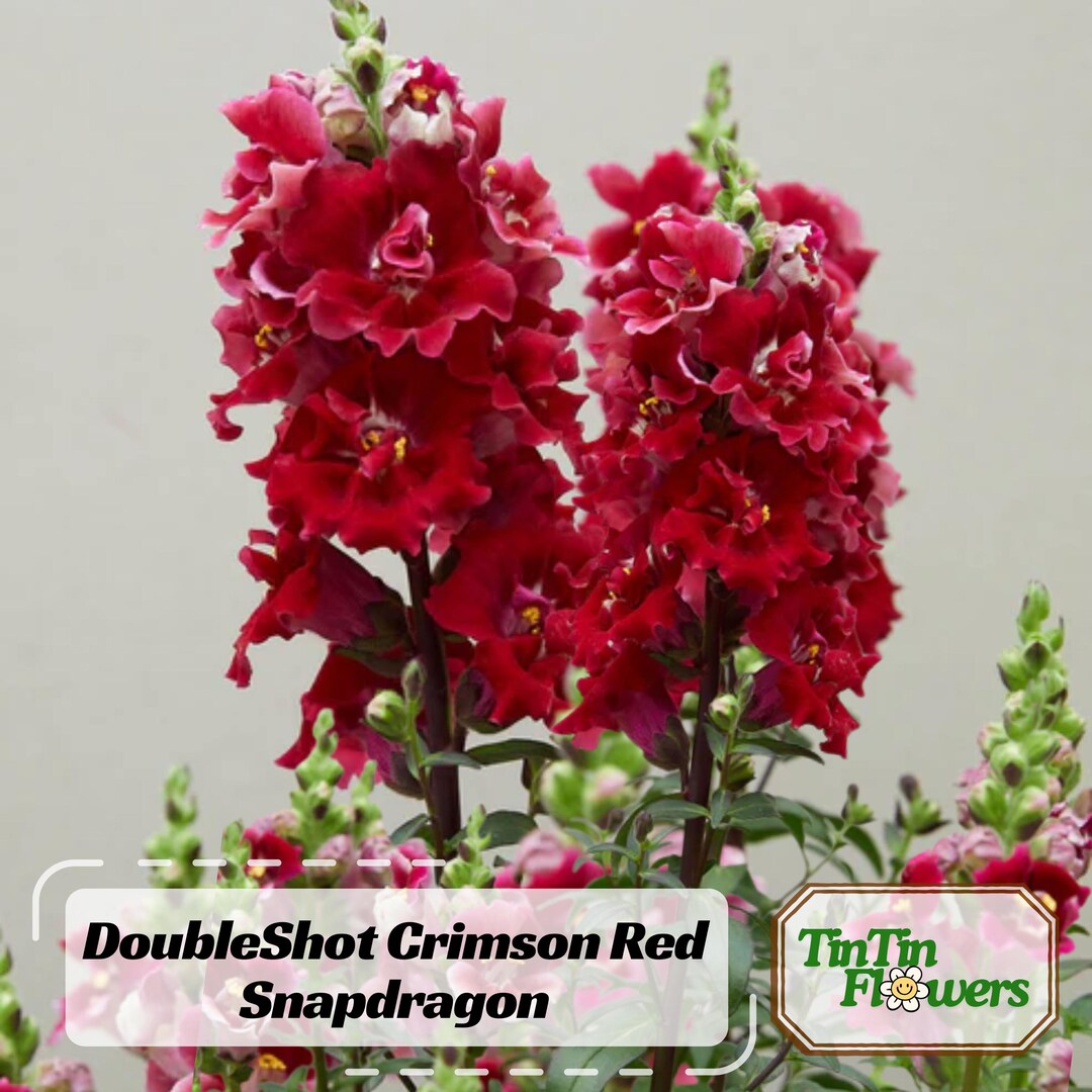 Doubleshot Crimson Red Snapdragon Seeds - Cold Resistant - Attracts ...