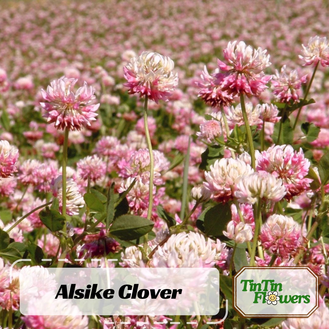 Alsike Clover Seeds-authentic Seeds - Air Purifying - Clumping - Easy ...