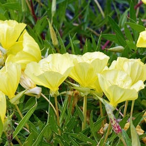 Missouri Primrose (dwarf) - Oenothera Macrocarpa - Evening Primrose ...