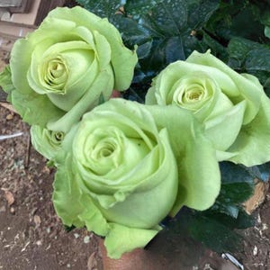 Green Rose Seeds -perennial - Authentic Seeds - Mix Seeds - Late Winter ...