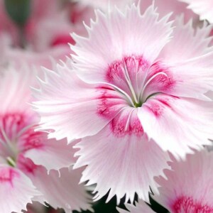 Cottage Pinks Carnations - Dianthus Seeds - Open-pollinated - Organic ...