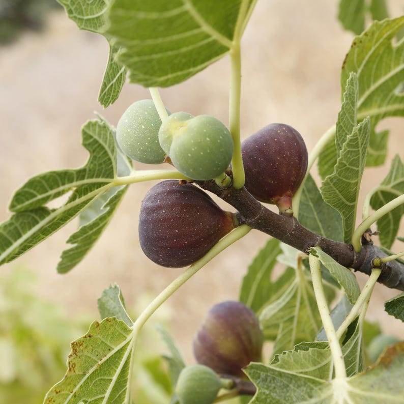 25 Black Mission Fig Seeds – Ficus Carica – Organic Fruit Tree Seeds ...
