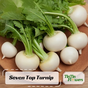 Seven Top Turnip Seeds perennial authentic Seeds-flowers organic. Non ...