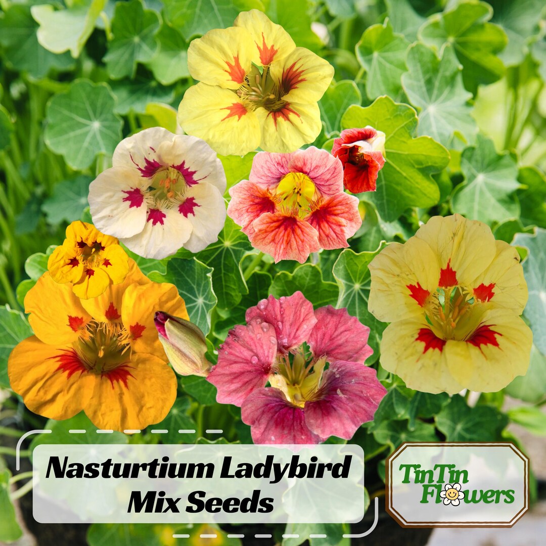 Nasturtium Ladybird Mix Seeds - Fast Growing - Flowering -open ...