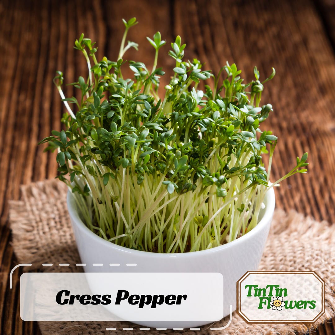 Cress Pepper Seeds – Fast-growing Heirloom Green – Spicy Microgreens ...