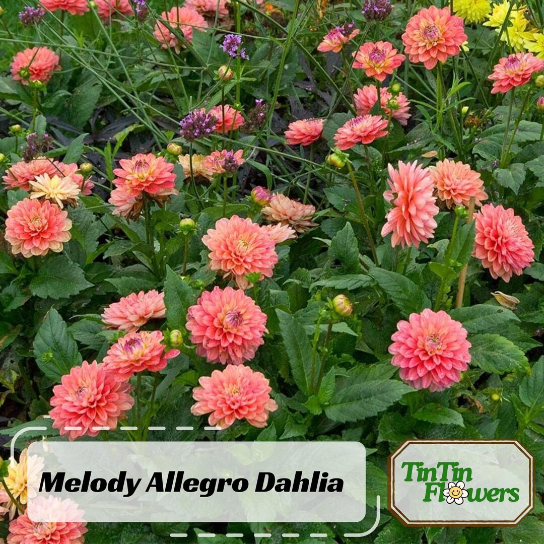 40 Seeds | Melody Allegro Dahlia Seeds - Pollinator Friendly- Open ...