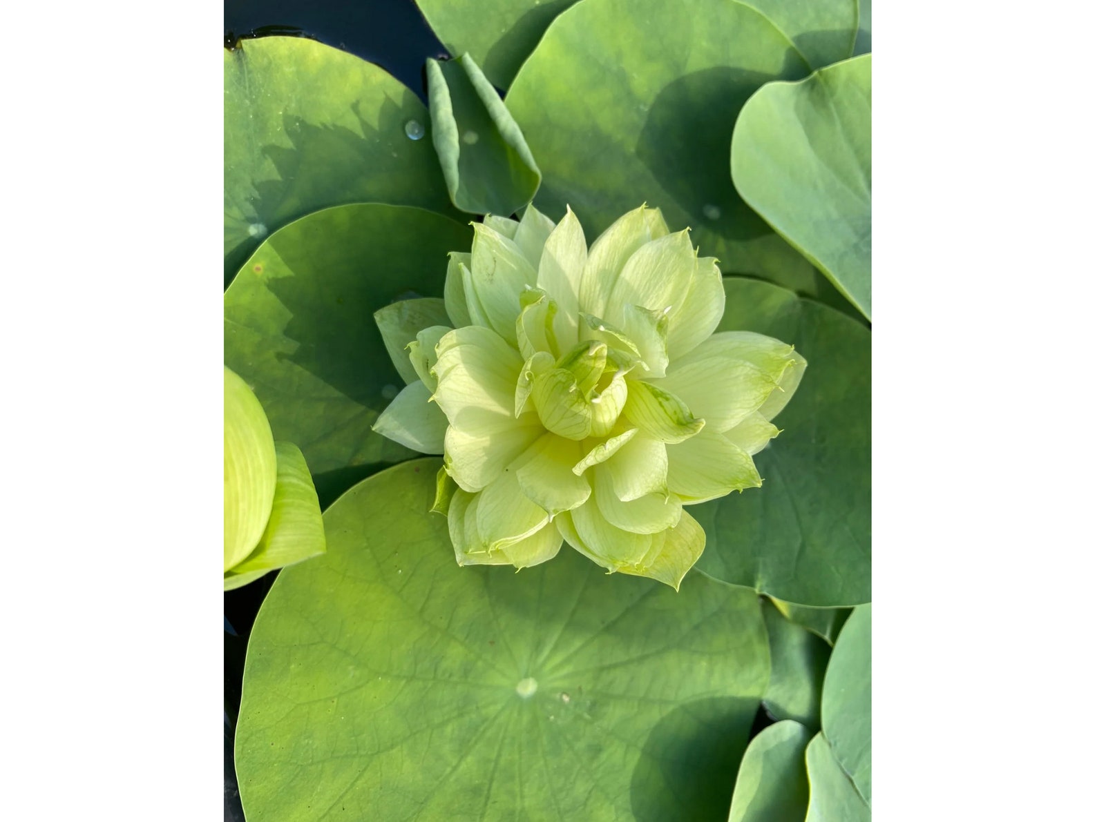5+ Rare Seeds| Prairie Star Mini Lotus Seeds - Indian Lotus (nelumbo ...