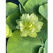 5+ Rare Seeds| Prairie Star Mini Lotus Seeds - Indian Lotus (nelumbo ...