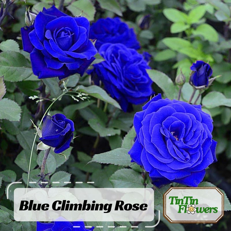 Climbing Rose Mix Seeds - Etsy
