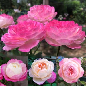 30+ Tatami Room Rose Seeds - Perennial - Authentic Seeds - Mix Seeds ...