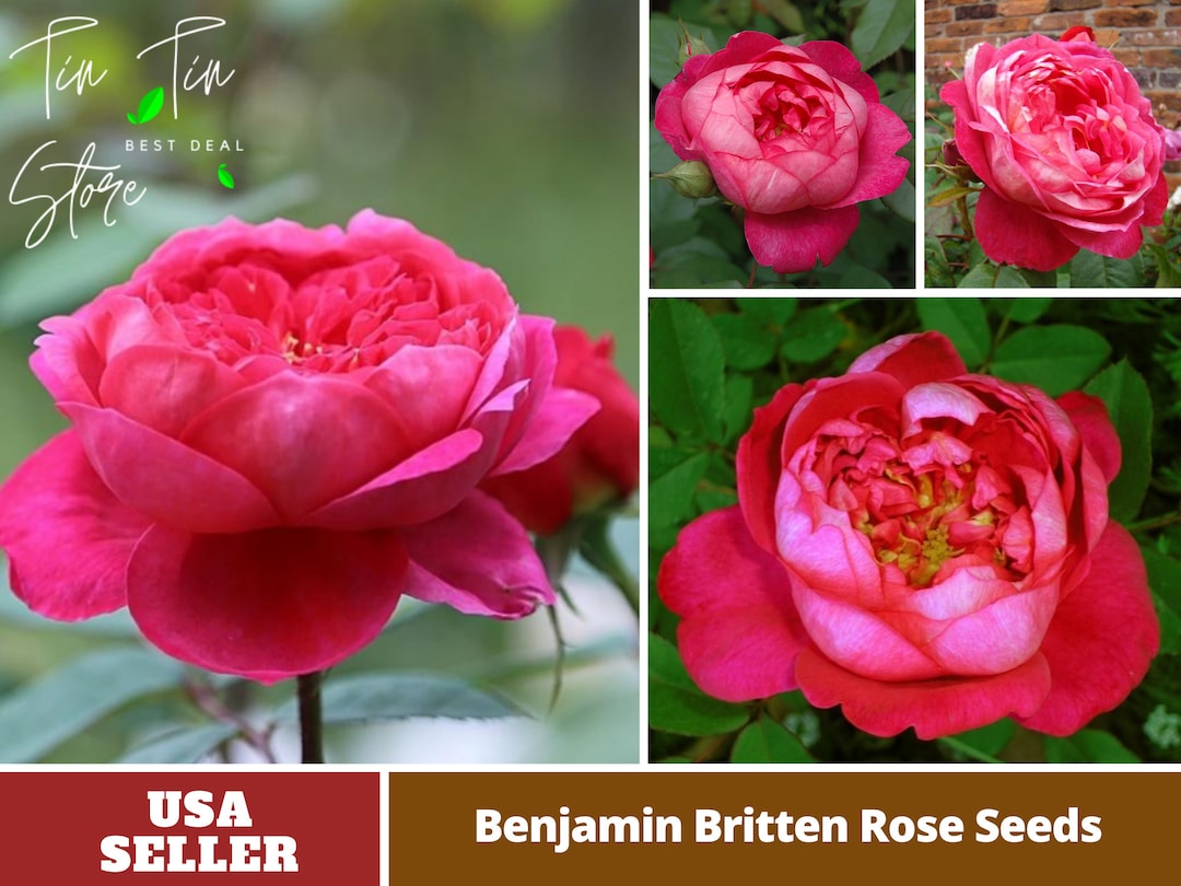 Benjamin Britten Bush Flowers Rose Seeds perennial authentic - Etsy