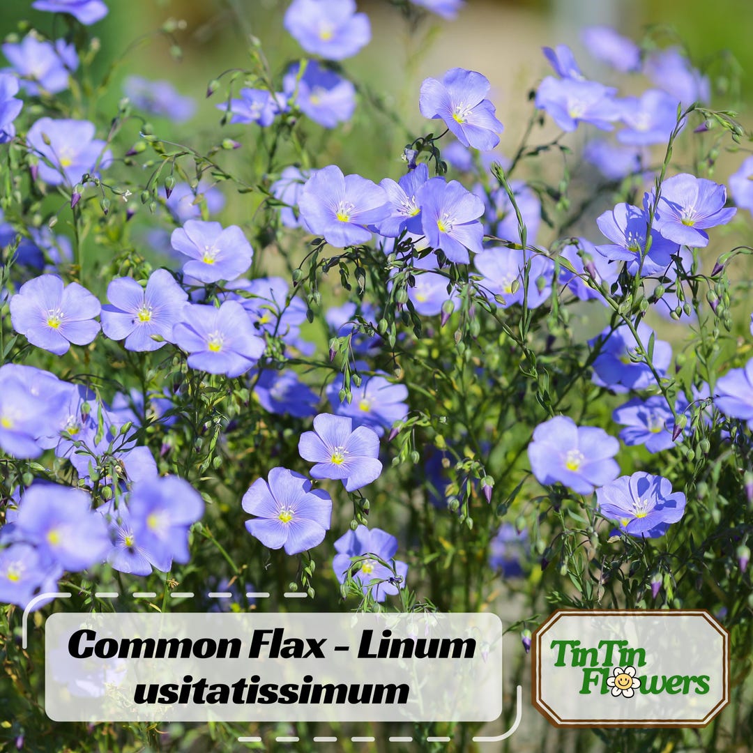 30 Seeds| Common Flax Seeds | Linum Usitatissimum | Easy to Grow ...