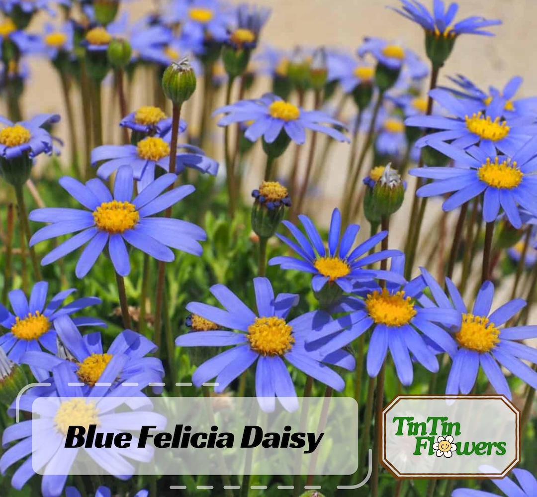 Blues Blue Perennial Daisy Seeds -authentic Seeds-flowers -organic. Non ...