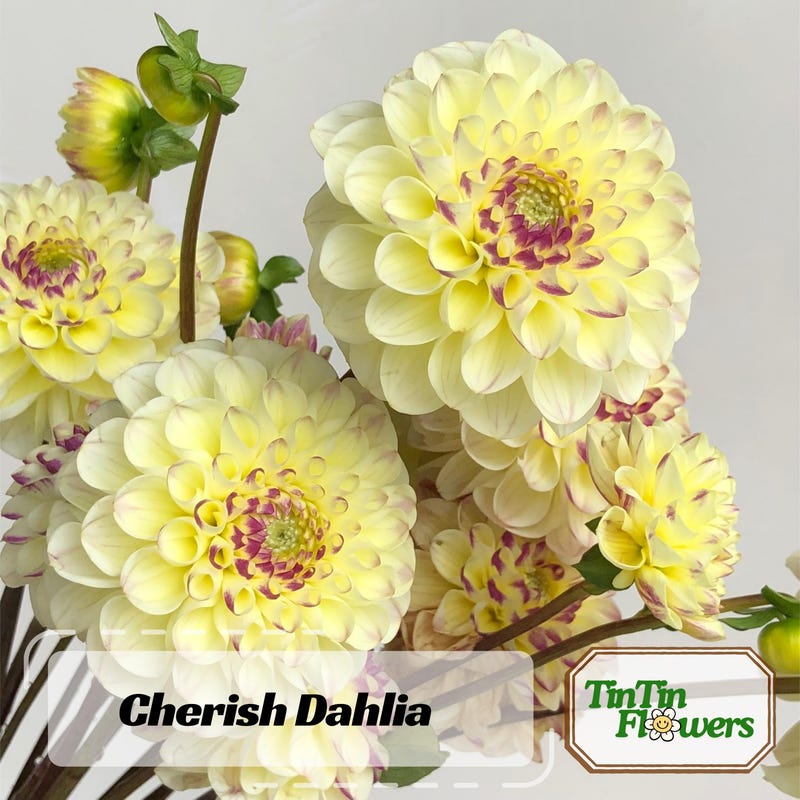 Cherish Flowers - Etsy