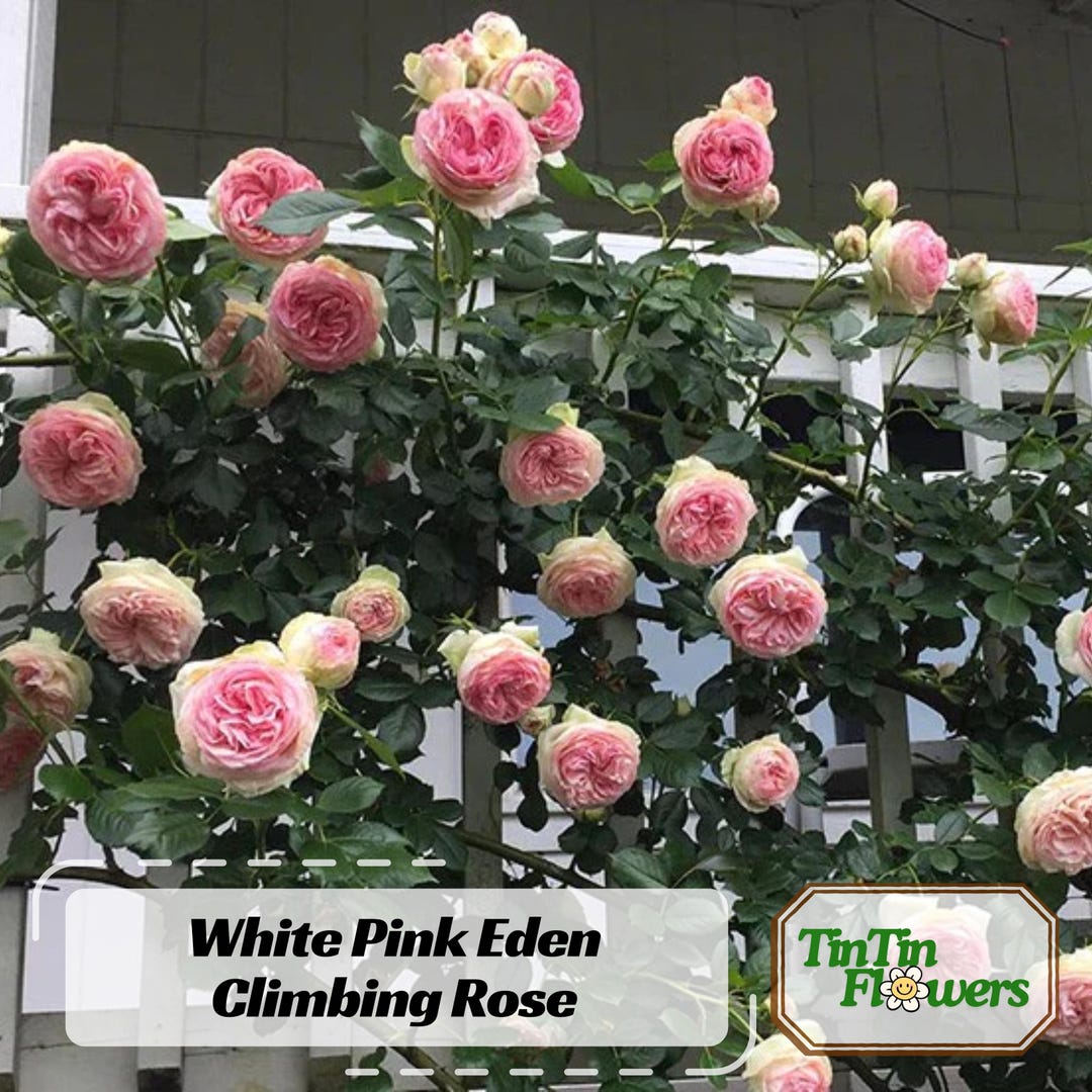 30s|white Pink Eden Climbing Rose Seeds | Elegant Bicolor Blooms | Easy ...