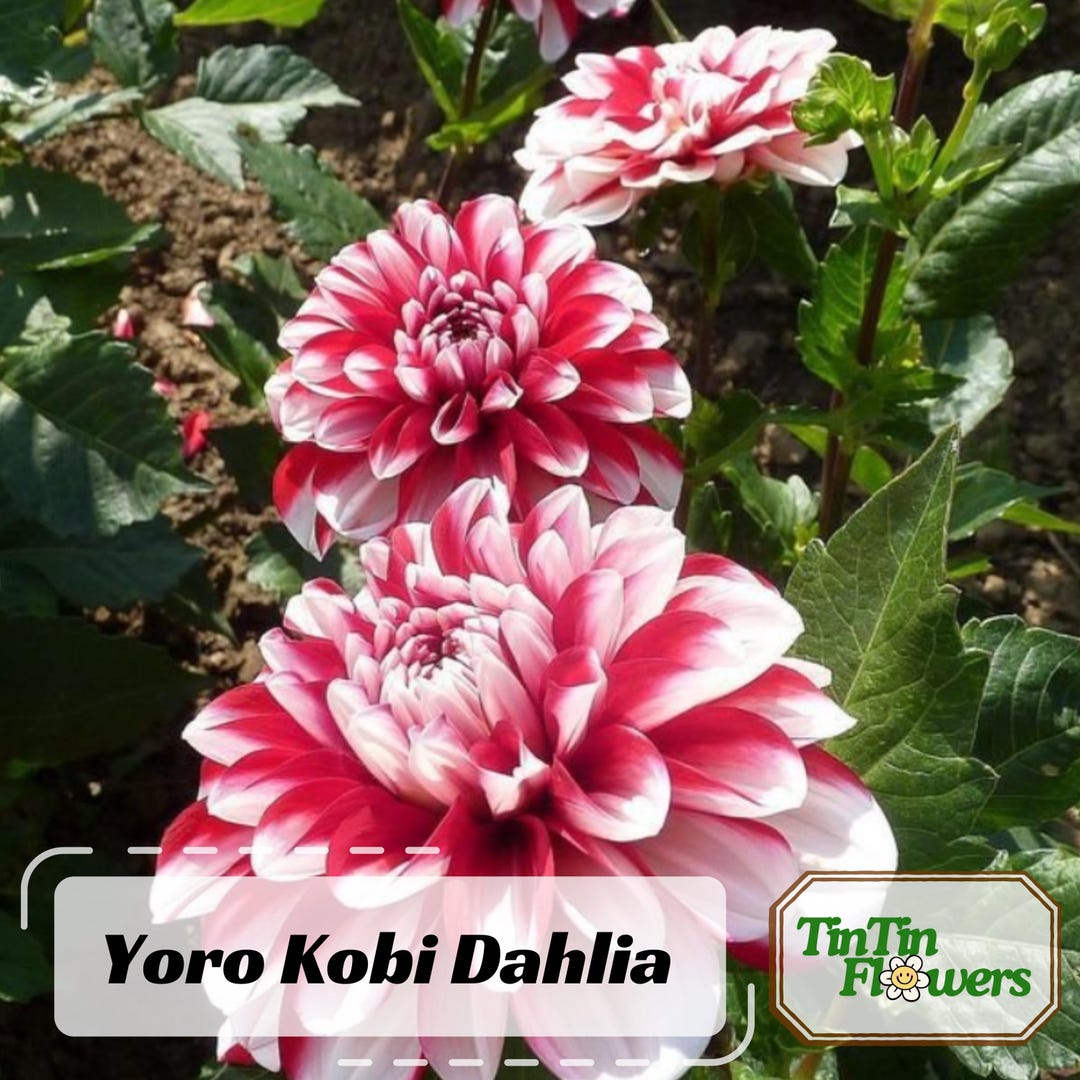 40 Seeds | Yoro Kobi Dahlia Seeds -pollinator Friendly- Open Pollinated ...