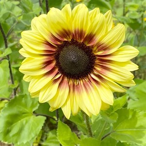 Sunflower Magic Roundabout Seeds perennial authentic Seeds-flowers ...