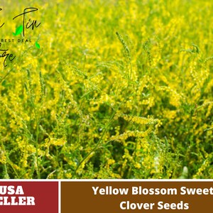 Yellow Blossom Sweet Clover-authentic Seeds Air Purifying Clumping Easy ...