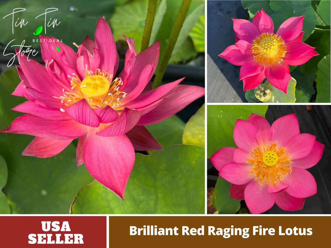 5 Rare Seeds Brilliant Red Raging Fire Lotus Seeds Indian Lotus nelumbo ...