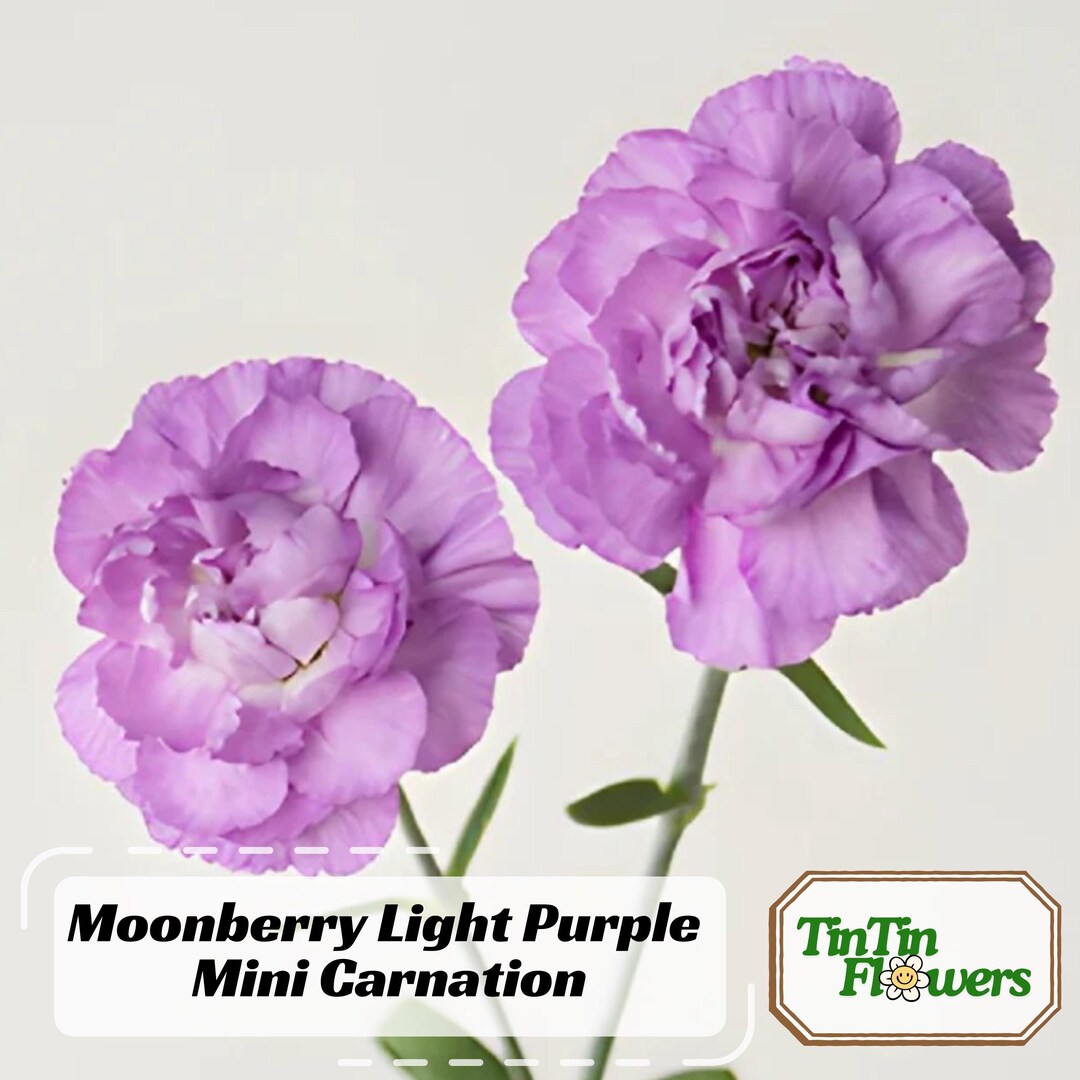 Moonberry Light Purple Mini Carnation - Dianthus Seeds - Open ...