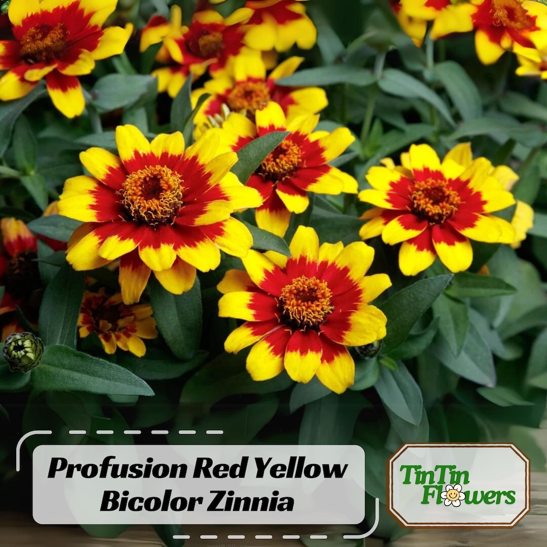 Zinnia Profusion Red Yellow Bicolor- Authentic - Open-pollinated ...