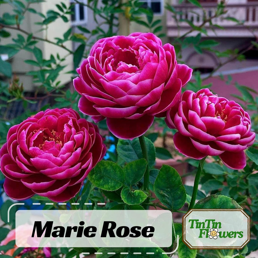 30 Seeds | Marie Rose Bush Seeds - Romantic Garden Bloom - Heirloom ...